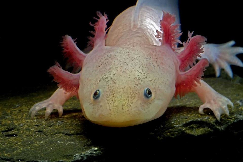 Complete tank with 3 adult axolotls (3 various colors) +++ | Reptiles ...