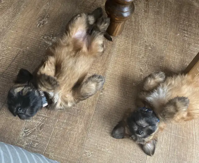 chiot wheaten terrier à poil doux | Dogs & Puppies for Rehoming ...