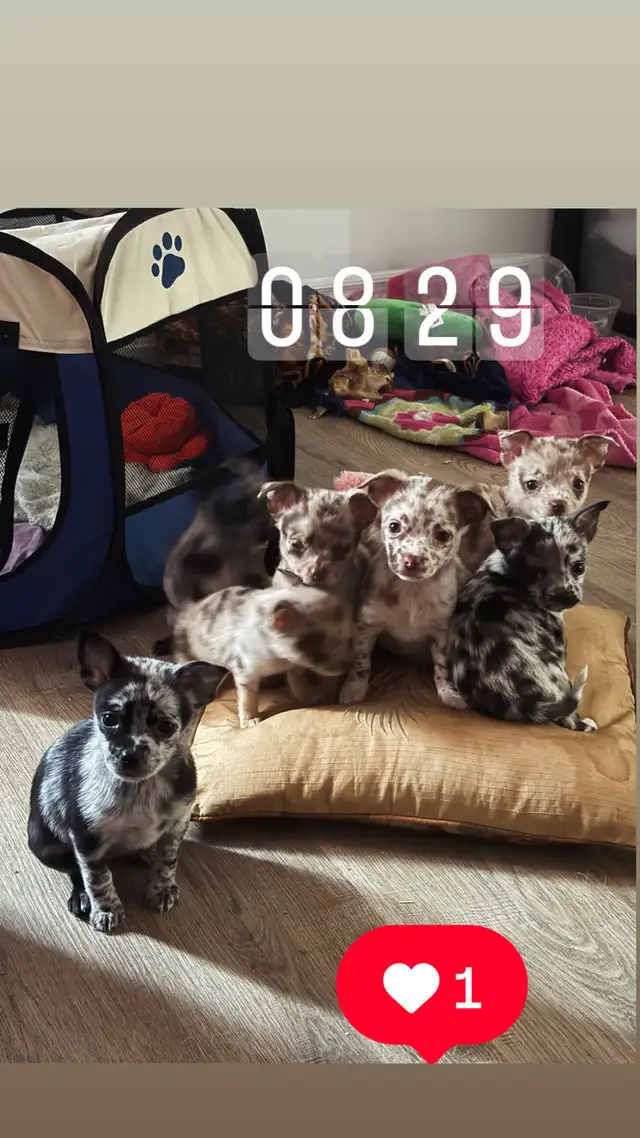 Merle super rare ready now Pomeranian x chihuahua pomchi | Dogs ...
