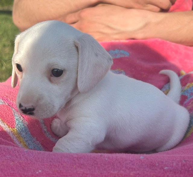 Rare Purebred Miniature Dachshund Puppies | Dogs & Puppies for Rehoming ...