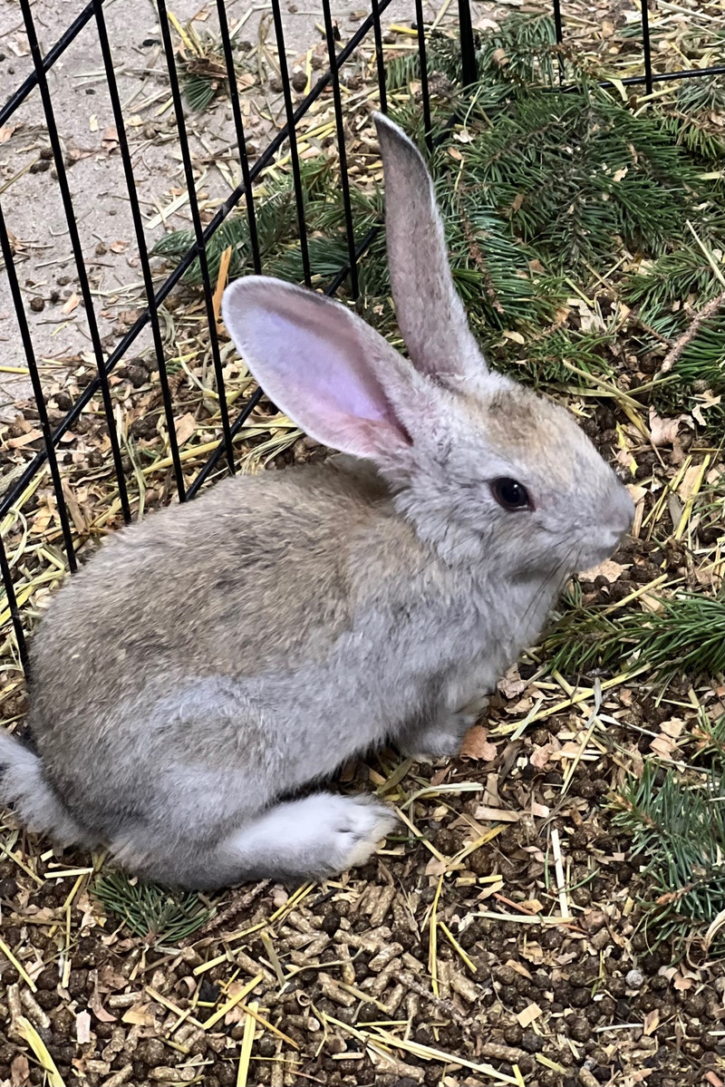 Flemish giant baby bunnies | Small Animals for Rehoming | Winnipeg | Kijiji