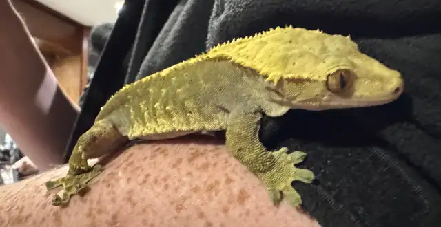 Super chill crested gecko with tank and supplies | Reptiles ...