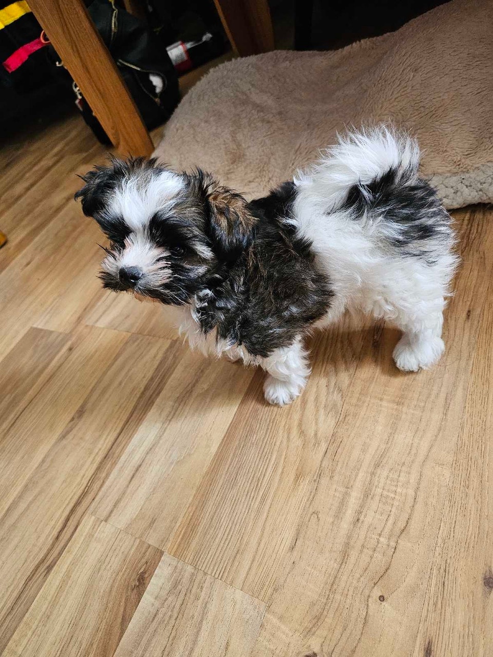 Shih Tzu Cross Female | Dogs & Puppies for Rehoming | Edmonton | Free ...