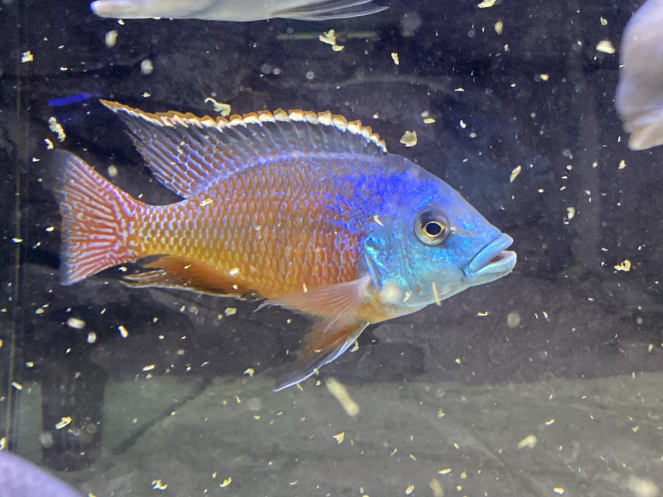 Juvenile Red Empress Cichlids for sale | Fish for Rehoming | Kingston ...