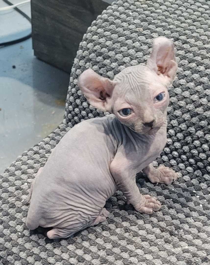 sphynx elf et régulier cherche famille | Cats & Kittens for Rehoming ...