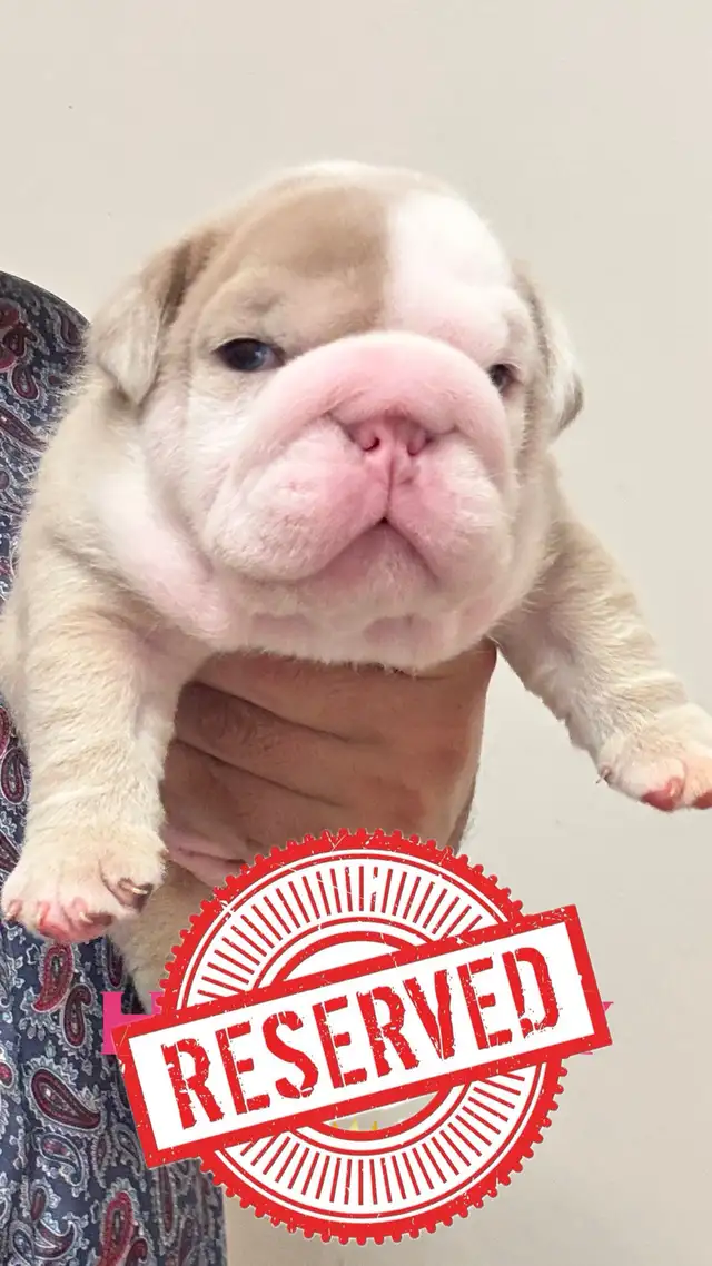 Lilac chocolat English bulldog - bouledogue anglais ⭐️ | Dogs & Puppies ...