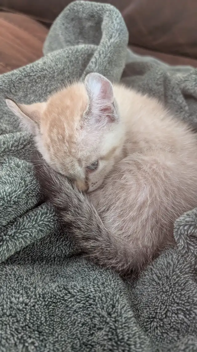 Chaton highland lynx | Cats & Kittens for Rehoming | Sherbrooke | Free ...