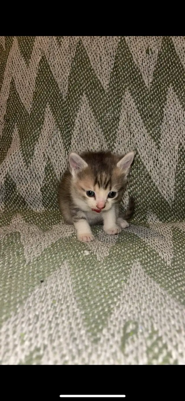 Amazing Bengal/Calico | Cats & Kittens for Rehoming | Ottawa | Free ...