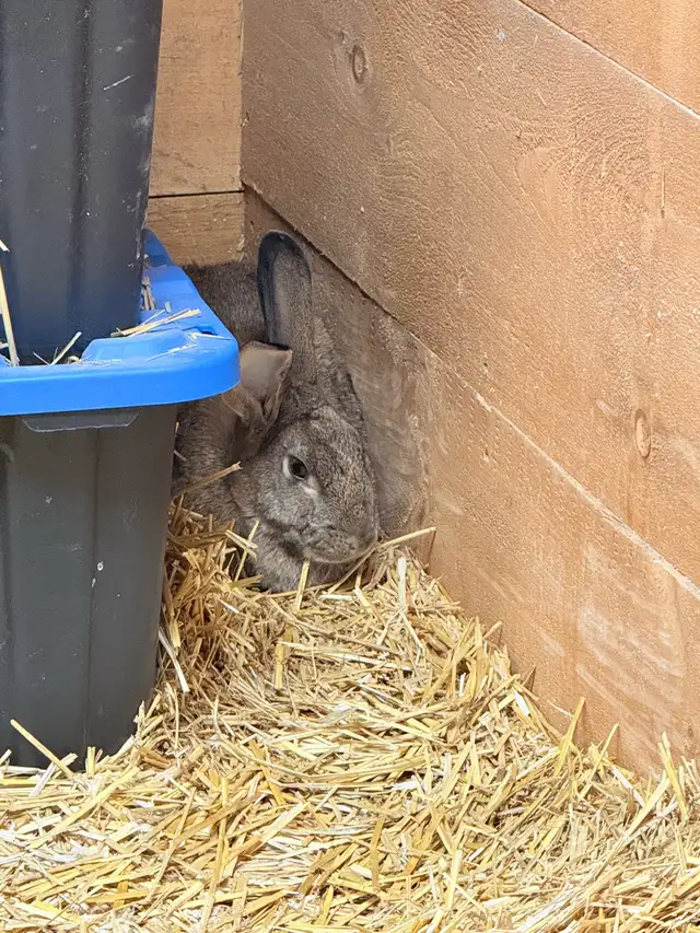 NEW ROYAL ROYAL CROSS Bunnies – Flemish Giant × Silver Fox | Livestock ...