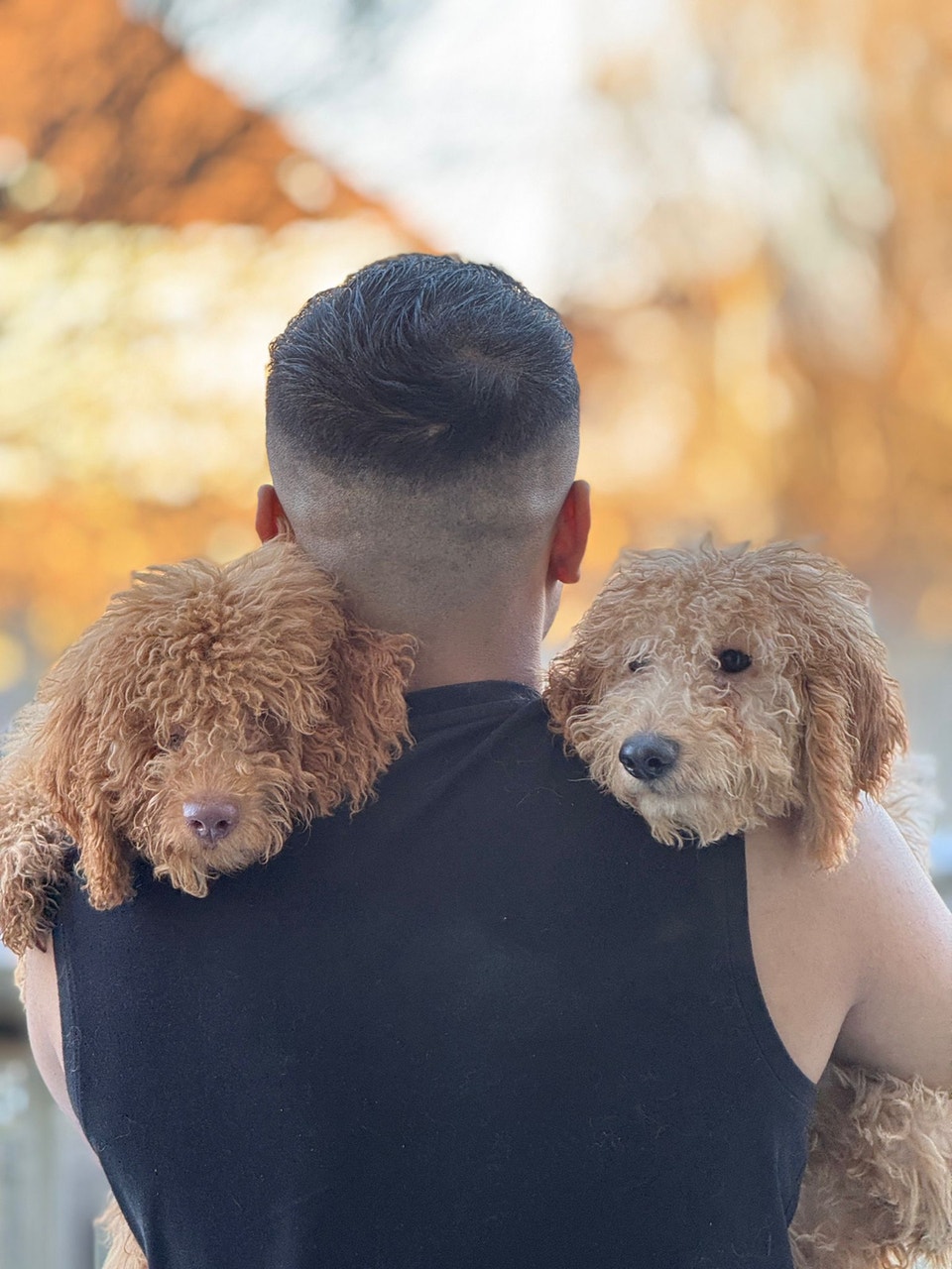 Mini Golden Doodle for Rehoming | Dogs & Puppies for Rehoming | City of ...