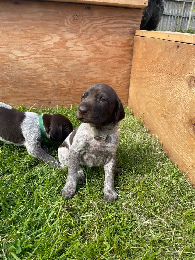 GSP Puppies 2026 Litter (CKC) German Shorthaired Pointers | Dogs ...