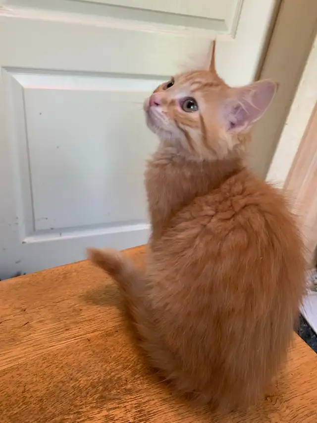 Part Maine Coon Kittens | Cats & Kittens for Rehoming | Strathcona ...