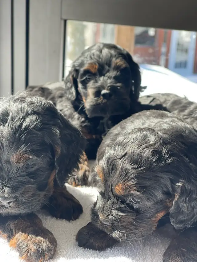 Chiots Cockapoo | Dogs & Puppies for Rehoming | Québec City | Free ...