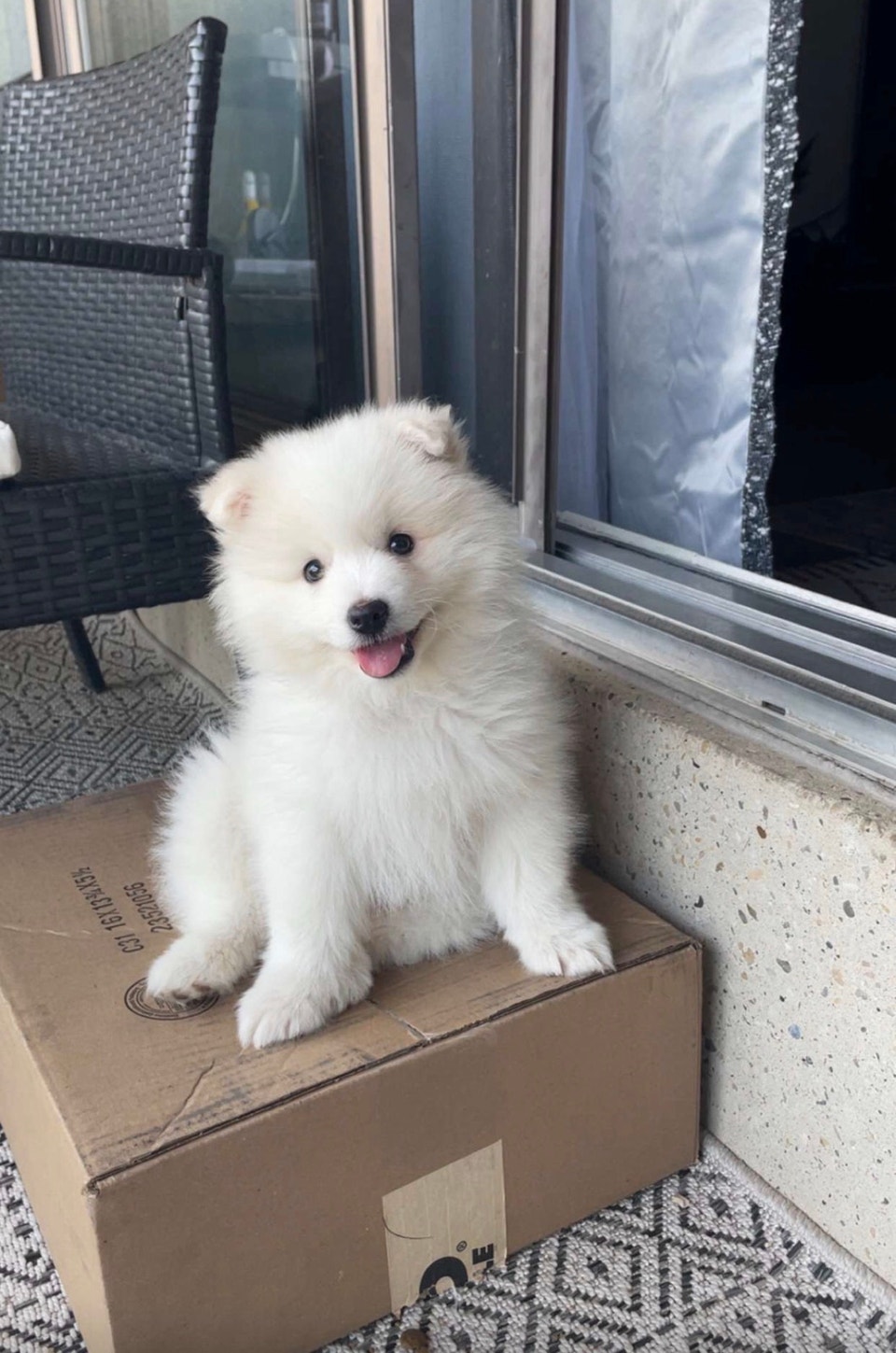 American Eskimo puppy | Dogs & Puppies for Rehoming | Edmonton | Free ...