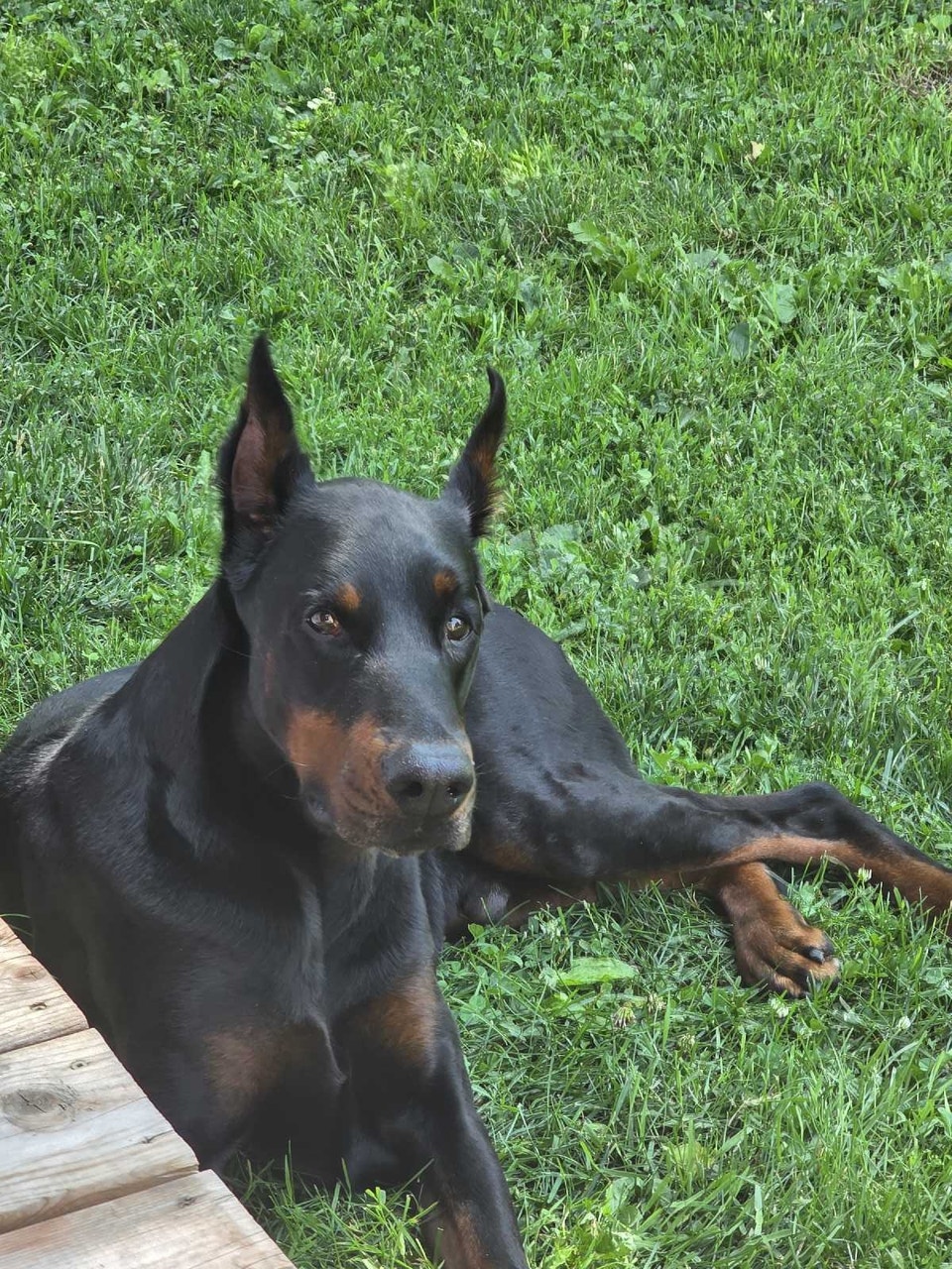 Doberman Européen et/ou américain | Dogs & Puppies for Rehoming | Laval ...