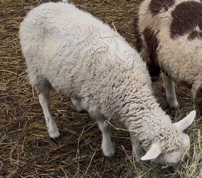 Ewes Lamb Sheep for Sale | Livestock | Cambridge | Free local ...