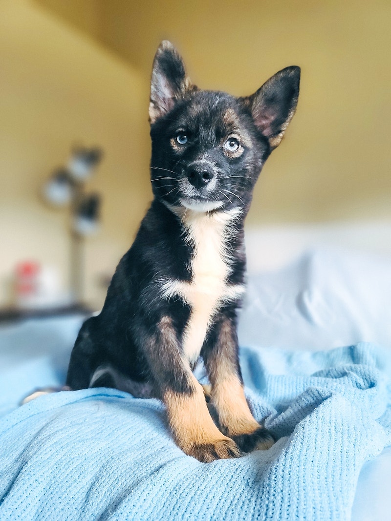 F2b Pomsky Puppies (Free Delivery) | Chiens et chiots à adopter | Ville ...