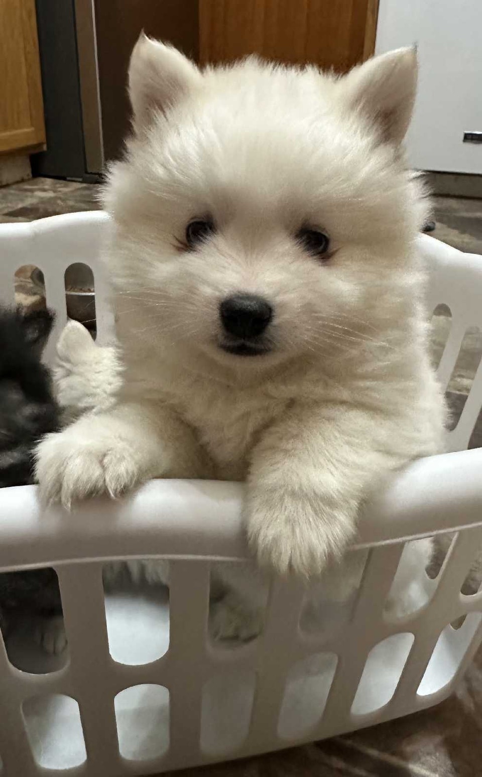 Alaskan KleeKai/ Miniature American Eskimo Puppies FOR SALE | Dogs ...