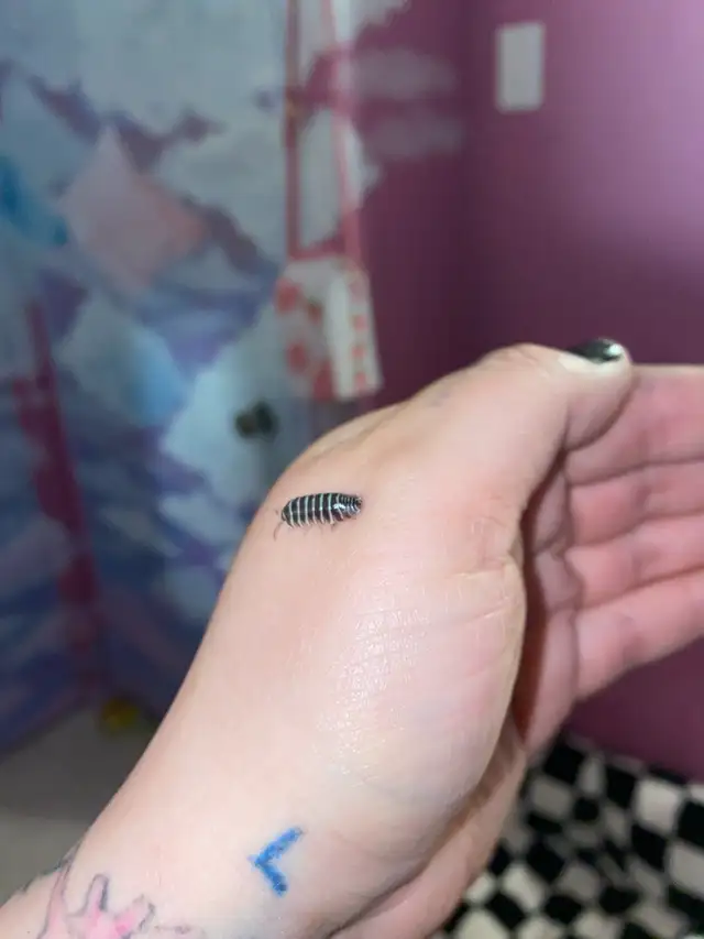 Zebra Isopods - For Bioactive Terrariums | Reptiles & Amphibians for ...