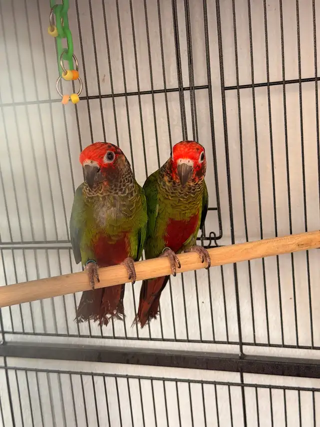 Red-Neck Conures – Healthy & Beautiful | Birds for Rehoming | City of ...