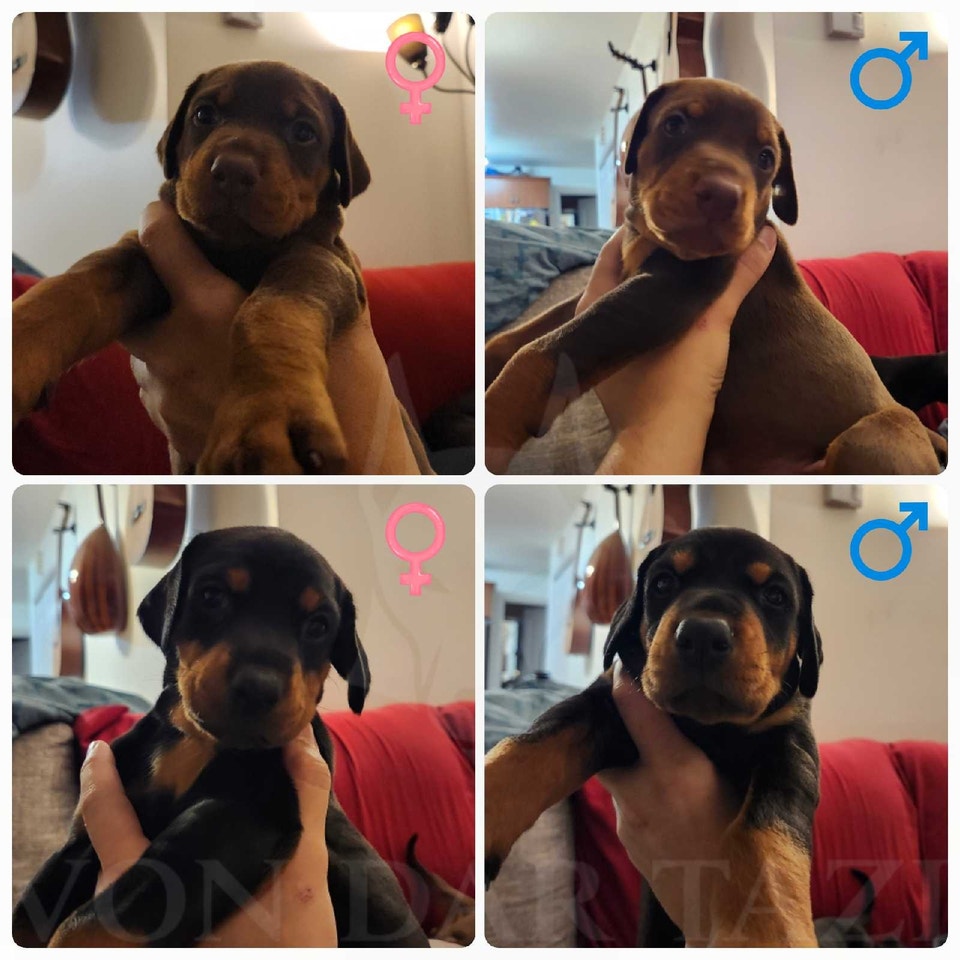 Doberman Puppies Available | Dogs & Puppies for Rehoming | Longueuil ...