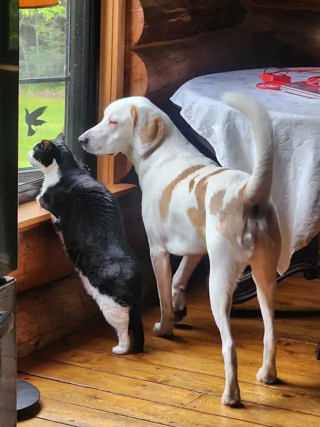 Polish Porcelaine hounds for sale | Dogs & Puppies for Rehoming | Truro ...