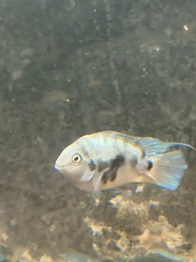 angel fish and parrot fish and corydoras and nerite snails | Fish for ...