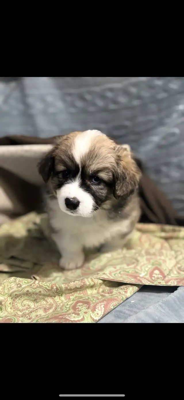 Corgi Welsh Pembroke | Dogs & Puppies for Rehoming | Lanaudière | Free ...