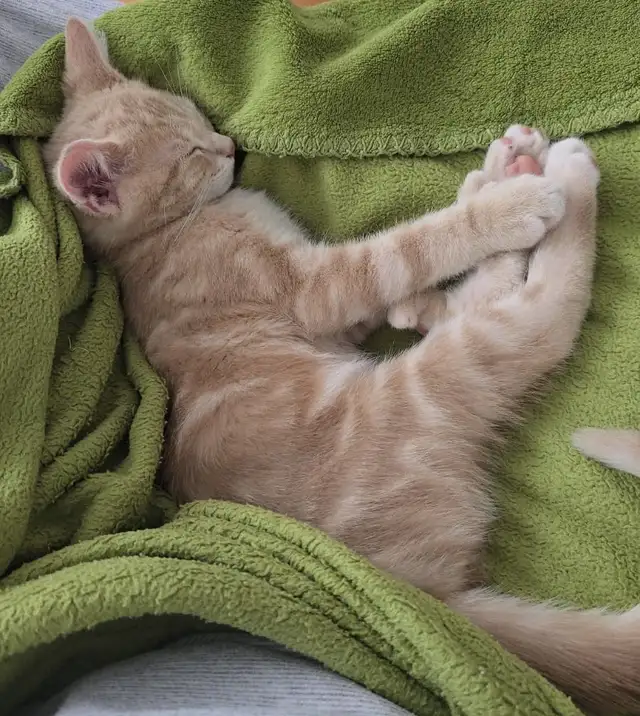 Orange Polydactyl Male Cat 11 Months Old | Cats & Kittens for Rehoming ...