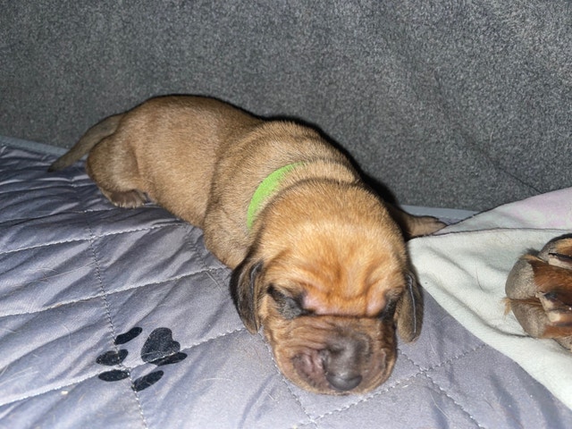 Bloodhound / redbone coonhound (majestic treehound) puppies! | Dogs ...