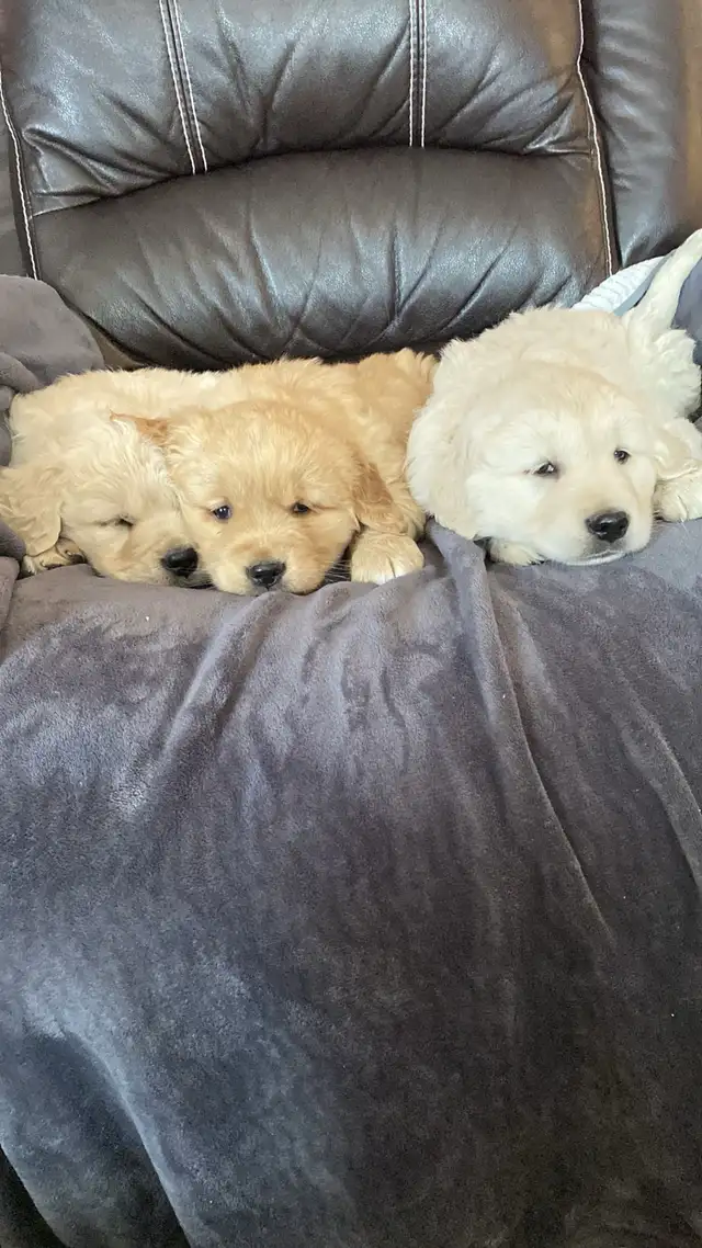 Golden Retriever Puppies | Dogs & Puppies for Rehoming | Owen Sound ...