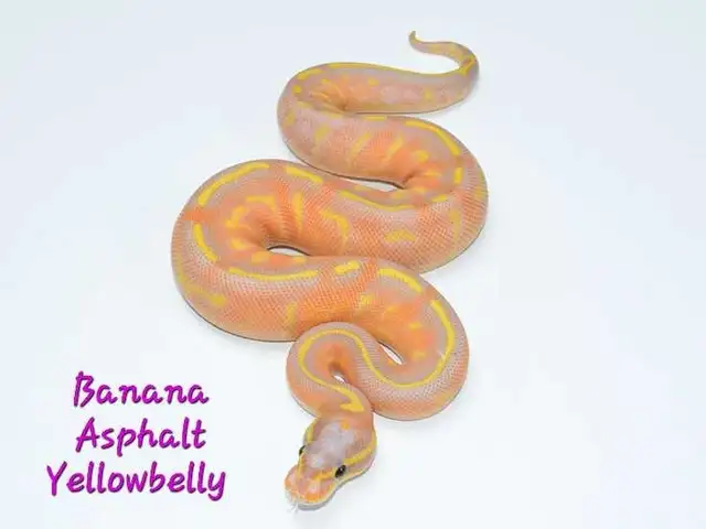 SOLD - RARE - SUPER ASPHALT PASTEL BALL PYTHON | Reptiles & Amphibians ...