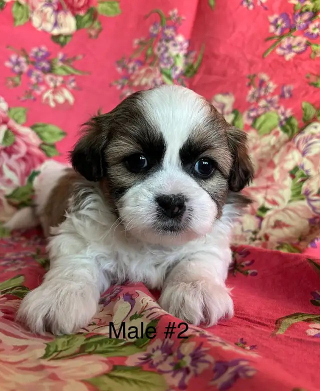 Bichon Shih Tzu Valentine’s Day Puppies Ready For Furever Homes | Dogs ...
