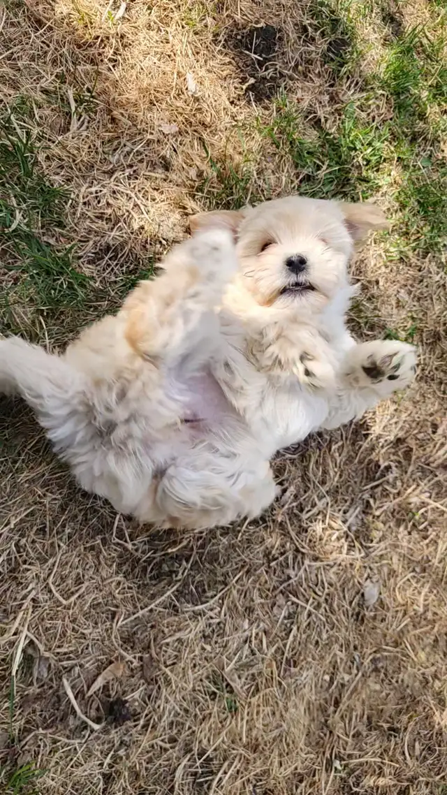 Havanese Maltese mix puppies for rehome | Dogs & Puppies for Rehoming ...