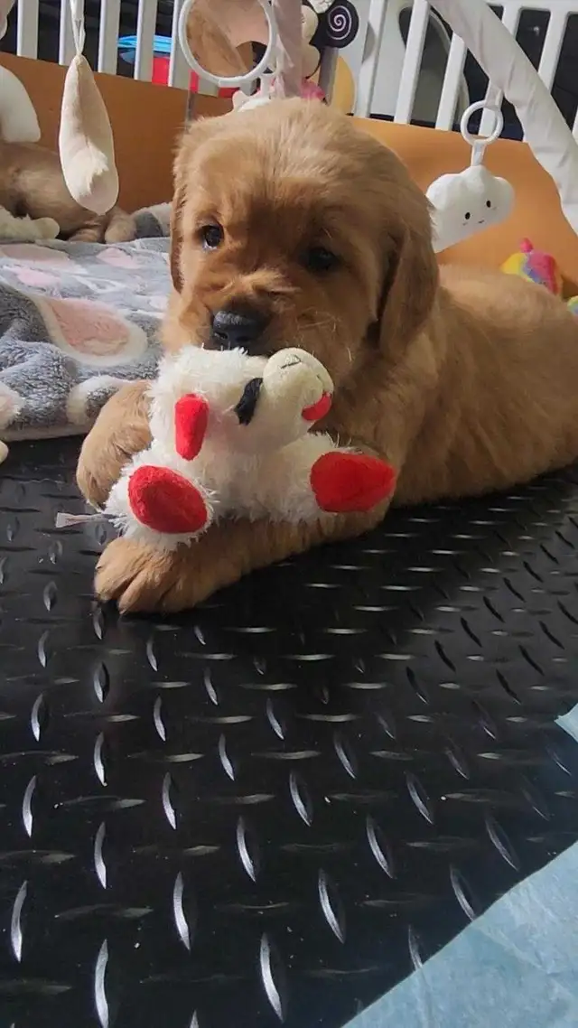 Golden Retriever Puppies Expected June 23 | Dogs & Puppies for Rehoming ...