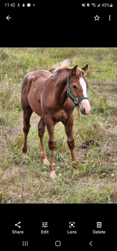 Big flashy sorrel colt (High Sign Nugget x Doc OLena) | Horses & Ponies ...