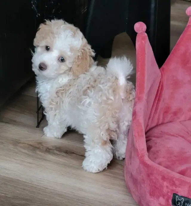 ️Pure Apricot Tuxedo Parti Toy Poodle ️ | Dogs & Puppies for Rehoming ...