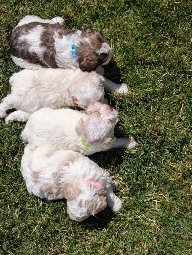Miniature Schnauzer/Shitzu cross Mini Poodle puppies for sale | Dogs ...
