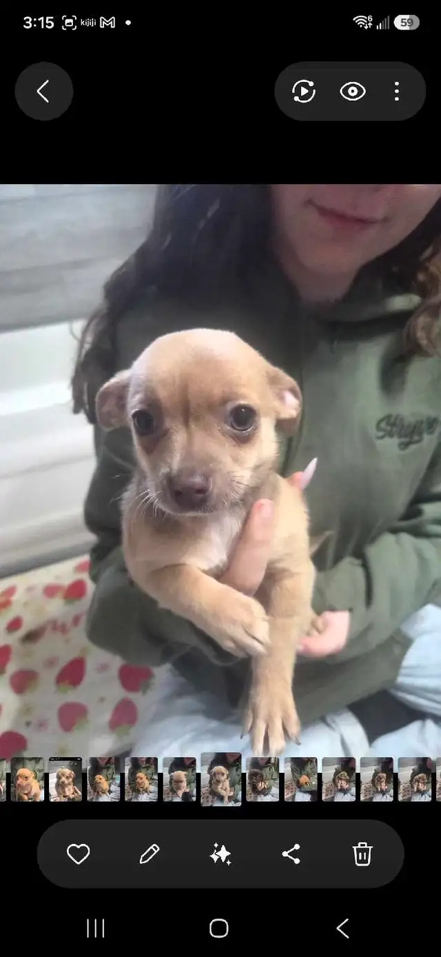 Chihuahua puppies | Dogs & Puppies for Rehoming | Edmonton | Free local ...