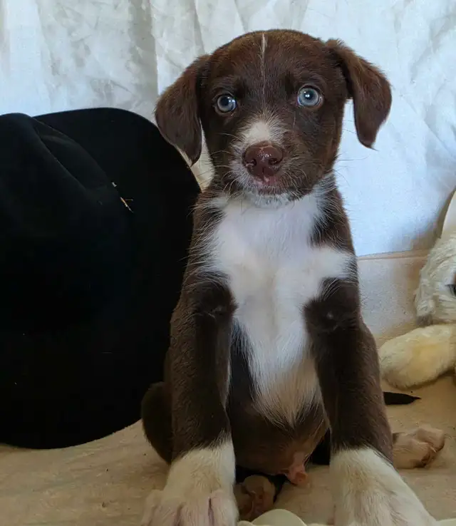 BEAUTIFUL PUPPIES !! ONLY 2 LEFT ! | Dogs & Puppies for Rehoming ...