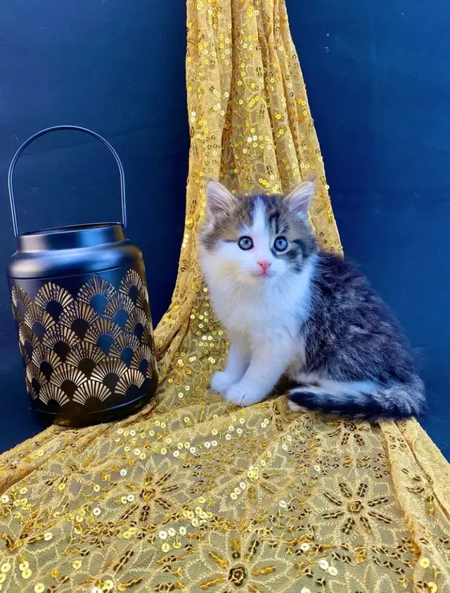Purebred Maine Coon Kitten Seeks Good Home | Cats & Kittens for ...