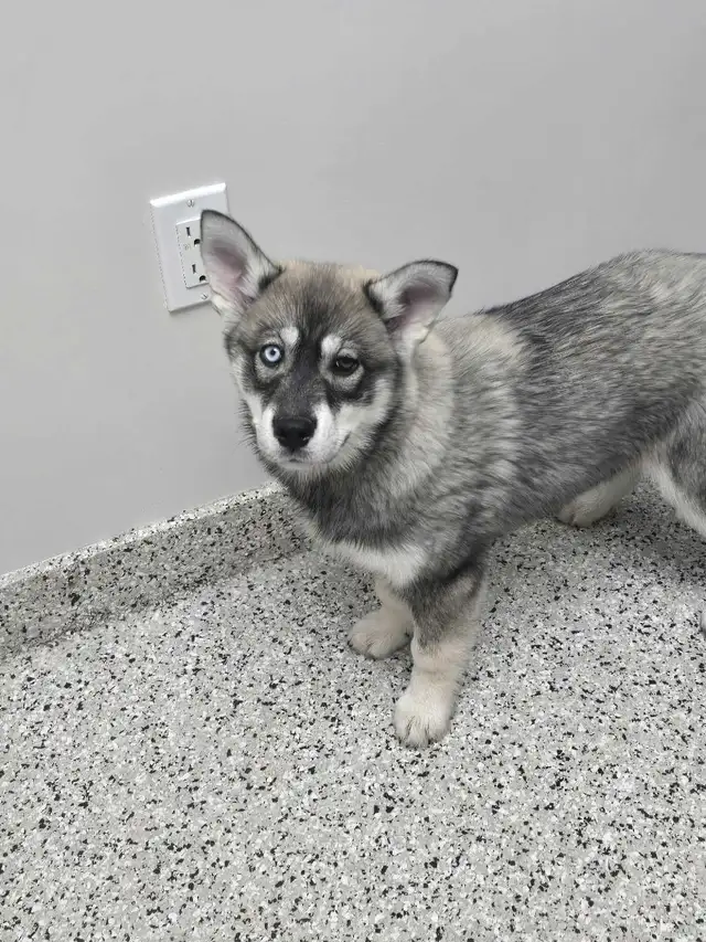 3 Minature Huskies | Dogs & Puppies for Rehoming | Red Deer | Free ...