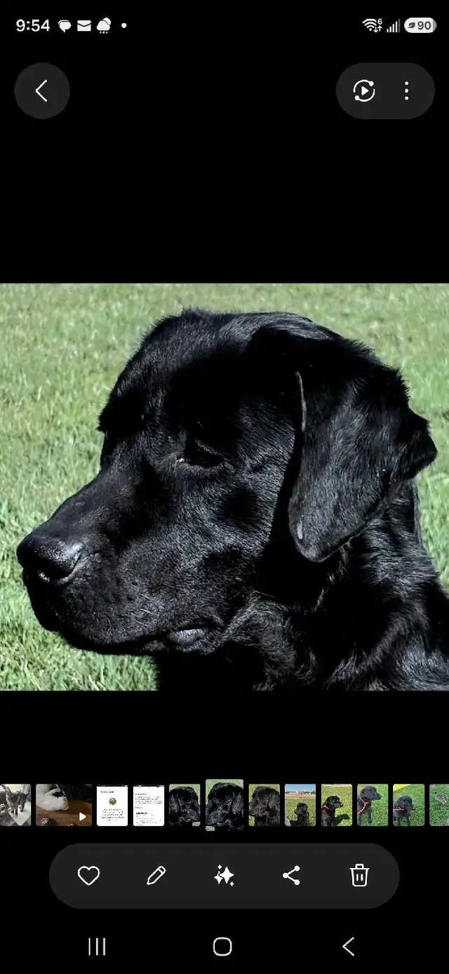 registered labrador retriever puppies Ready to.go | Dogs & Puppies for ...