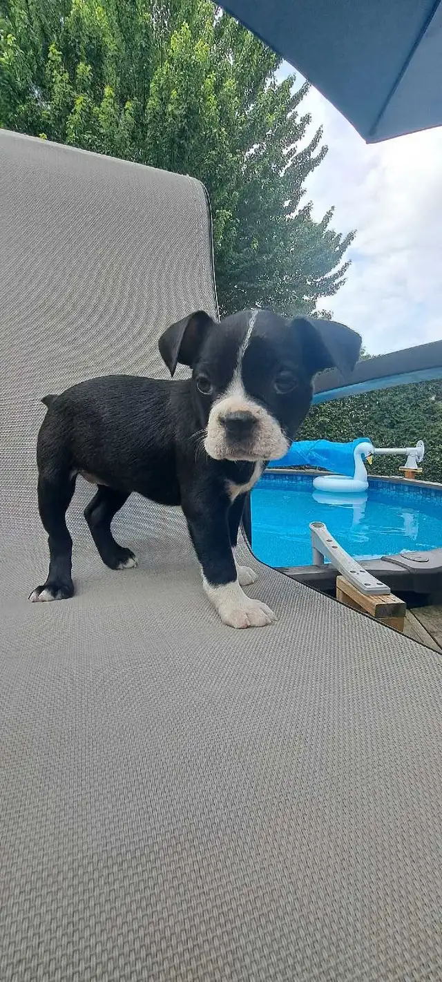 boston terrier | Dogs & Puppies for Rehoming | Drummondville | Free ...