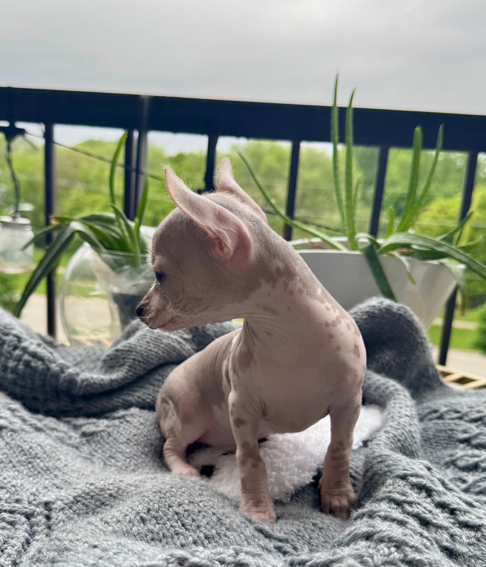 Chihuahuas- Chinese crested small breed | Dogs & Puppies for Rehoming ...