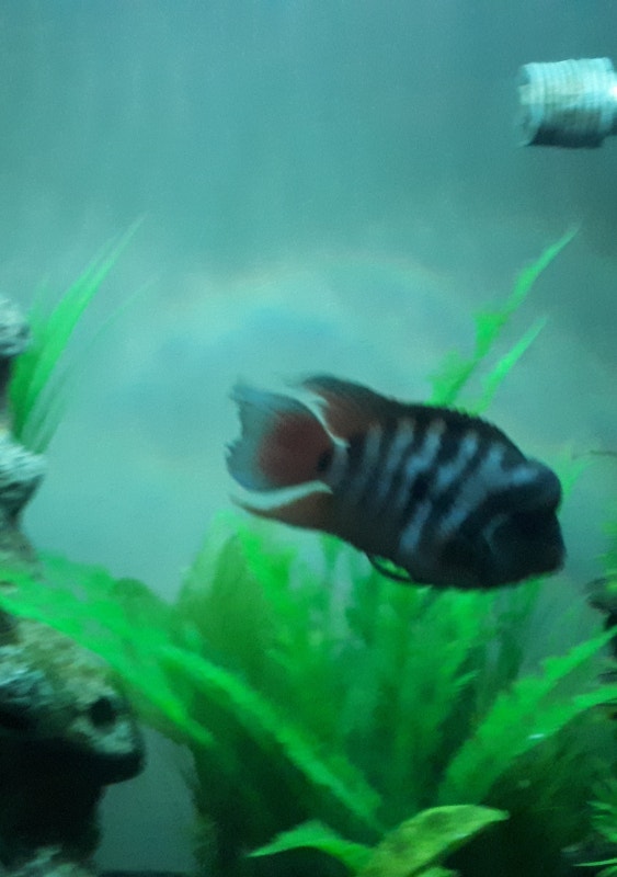 Beautiful convict cichlid | Fish for Rehoming | Windsor Region | Kijiji
