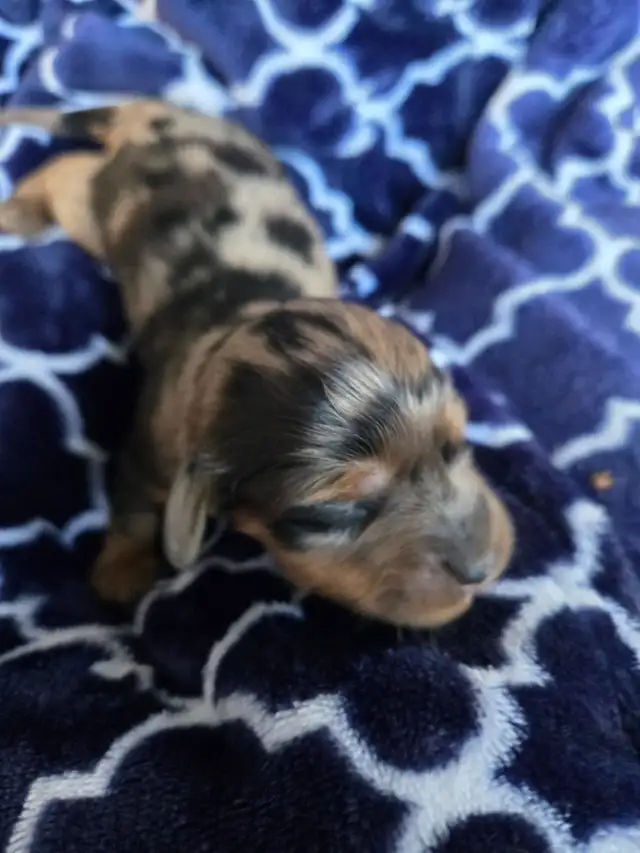 Miniature Long hair Dachshund | Dogs & Puppies for Rehoming | Kelowna ...