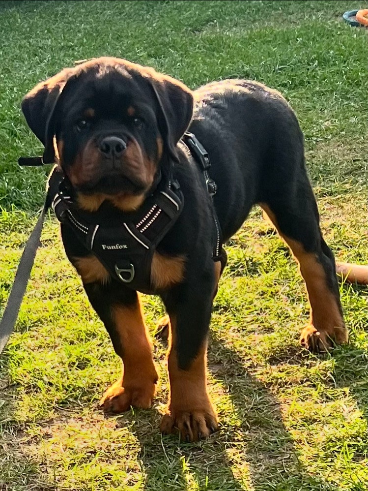 Ready To Go!! - European Standard Rottweilers | Dogs & Puppies for ...