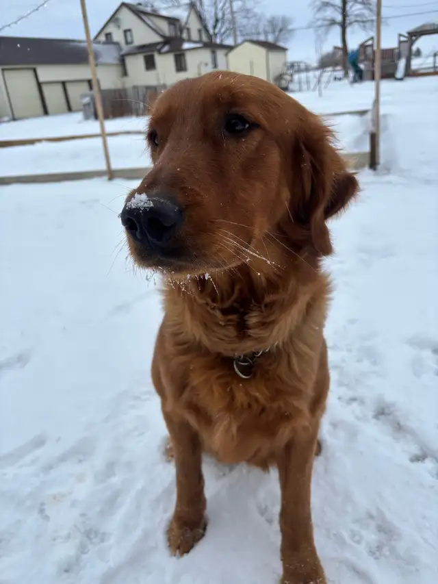 Golden Retriever Roux | Dogs & Puppies for Rehoming | West Island ...