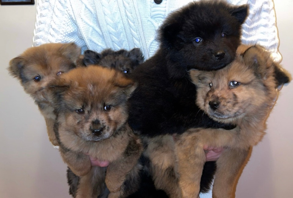 Rare Exotic Merle Chow Chow Puppies Available 12 Weeks Old | Dogs ...